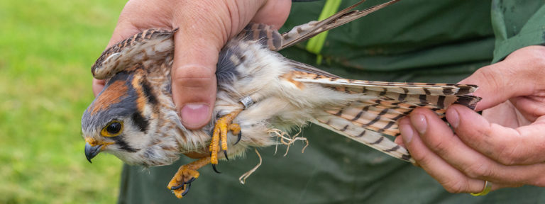 Creature Feature: American Kestrel - Raritan Headwaters