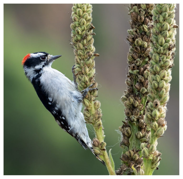 Eat Like a Bird - Raritan Headwaters