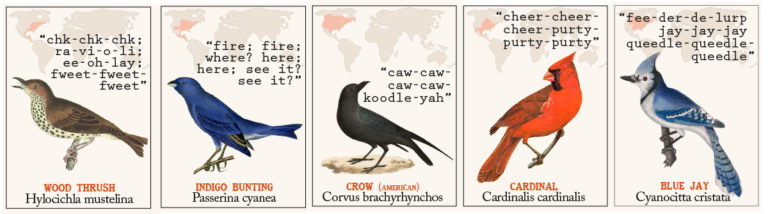 Bird Lingo - Raritan Headwaters