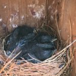 Creature Feature: Eastern Bluebird - Raritan Headwaters