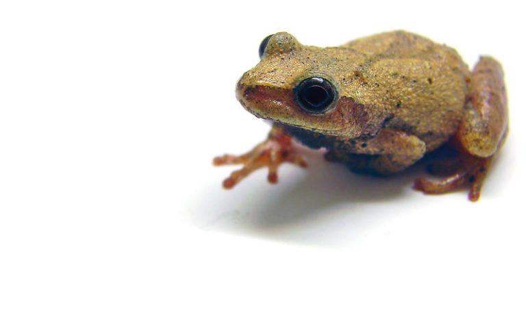 Creature Feature: Spring Peeper - Raritan Headwaters