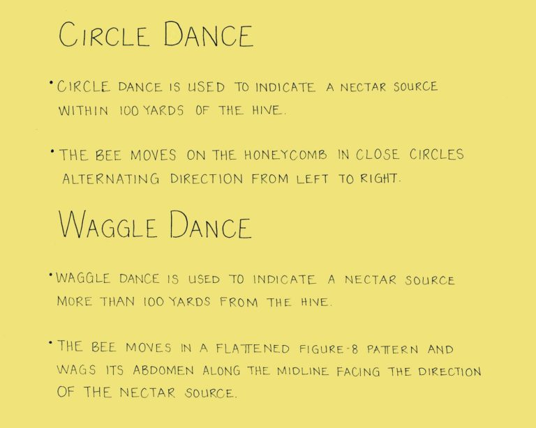 Bee Dance - Raritan Headwaters