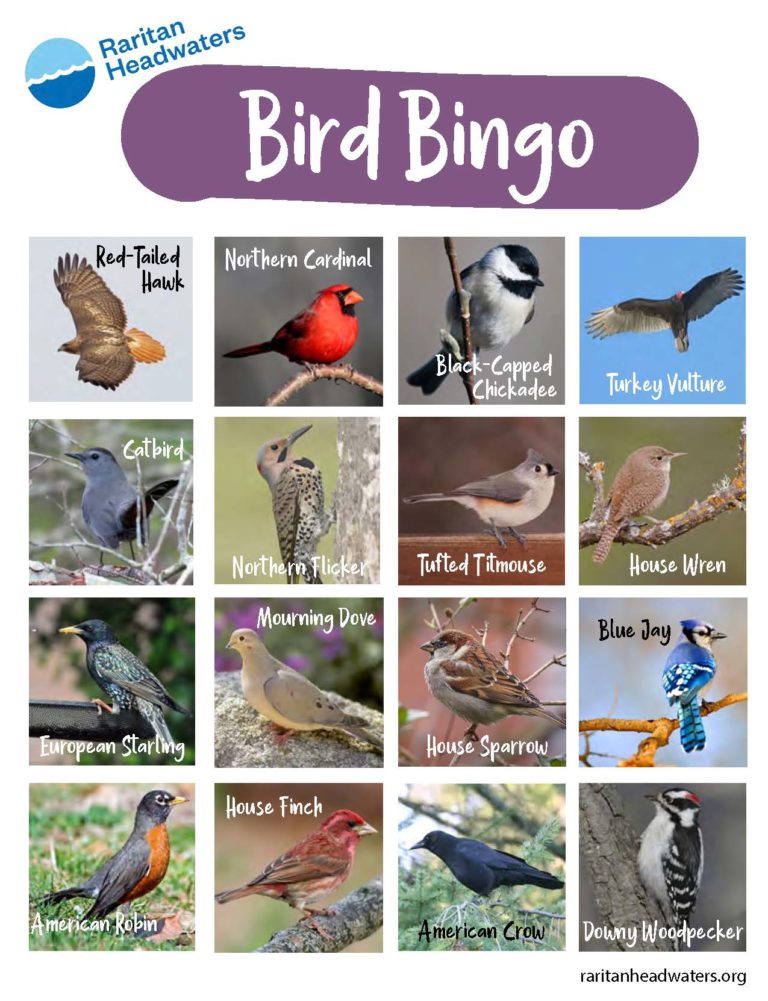 Backyard Bird Bingo! - Raritan Headwaters