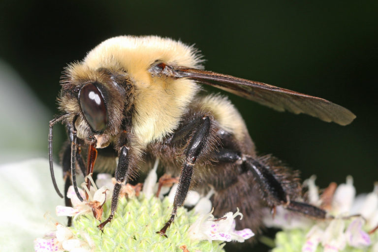 Creature Feature: Common Eastern Bumblebee - Raritan Headwaters