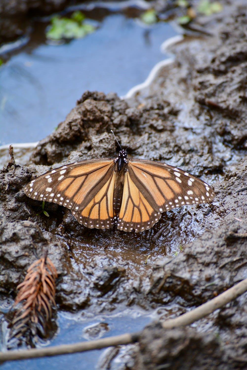 Make A Butterfly Puddle Raritan Headwaters