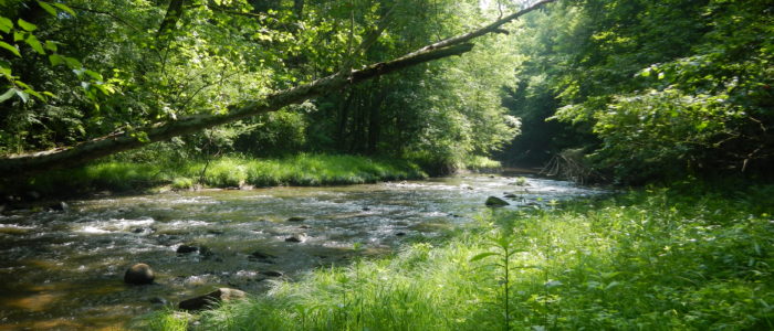 healthy stream - Raritan Headwaters