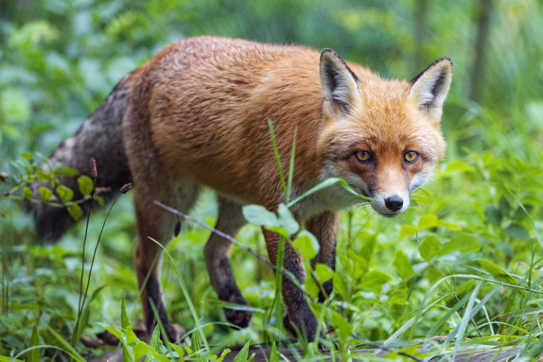 Creature Feature: Red Fox - Raritan Headwaters
