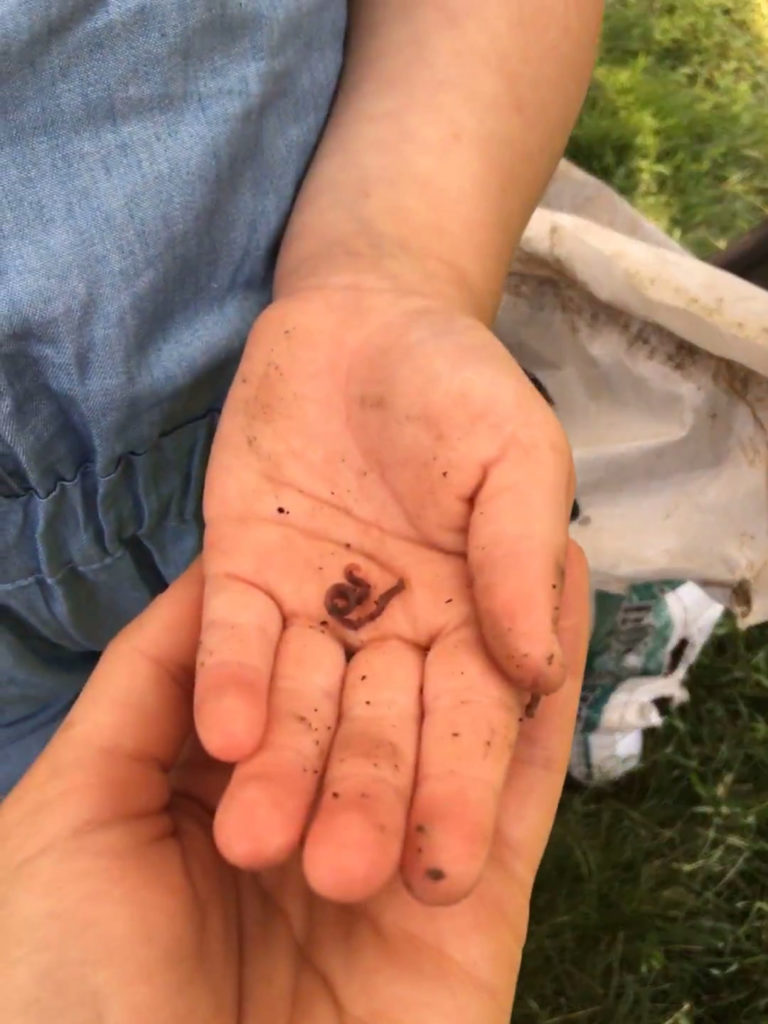 Go on an Insect Safari - Raritan Headwaters