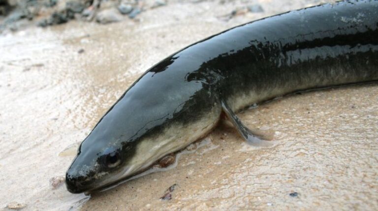 Creature Feature: American Eel - Raritan Headwaters