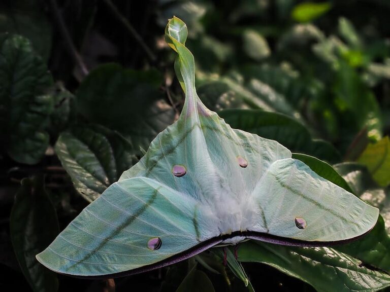 Creature Feature: Luna Moth - Raritan Headwaters
