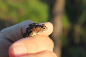 Build an Insect Inn - Raritan Headwaters