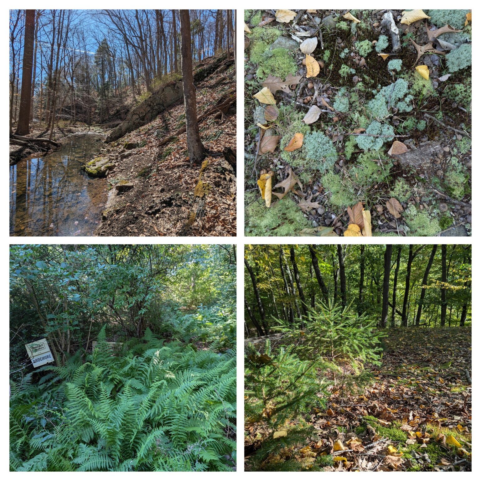 RHA Preserves Scenic 11-Acre Parcel Along North Branch - Raritan Headwaters